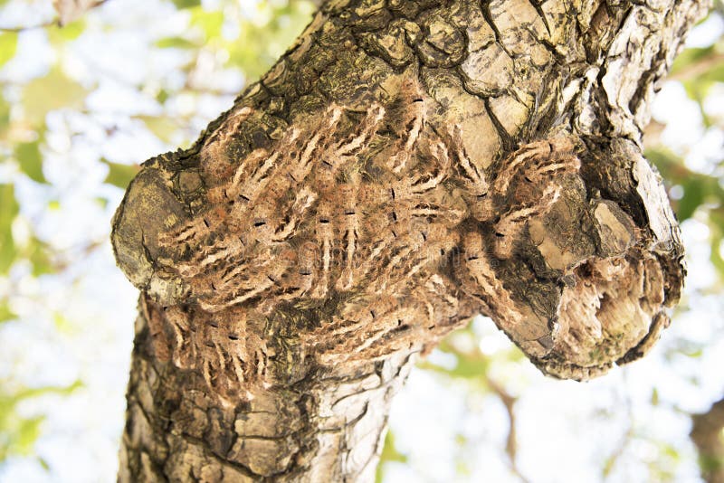 Worm on the Tree stock image. Image of plant, isolated - 55124359