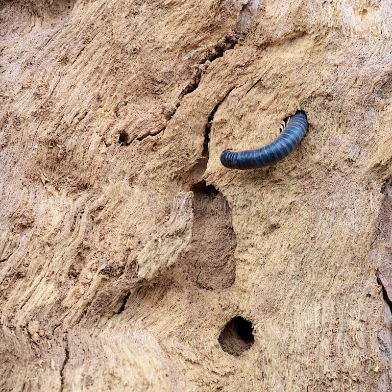 Worm tree stock photo. Image of brown, trunk, abstract - 50593446