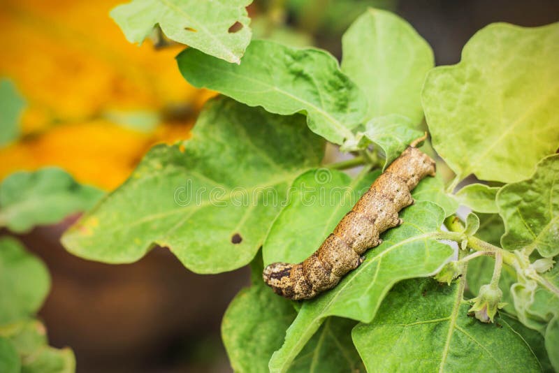 Worm on Trees in the Gardens Stock Image - Image of leaves, larvae ...