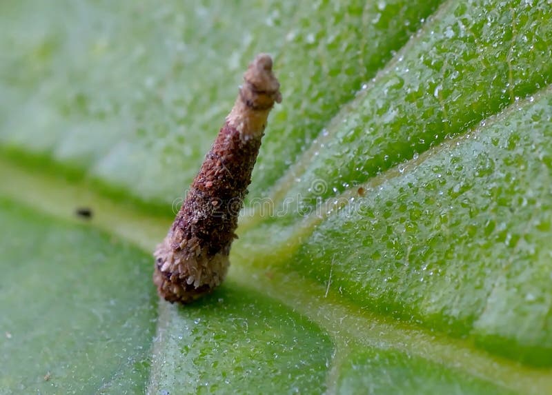 Female Firefly Eating Male Stock Photos - Free & Royalty-Free Stock ...