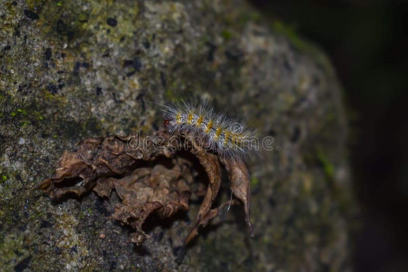 A worm walking on a leaf. stock image. Image of little - 168912495