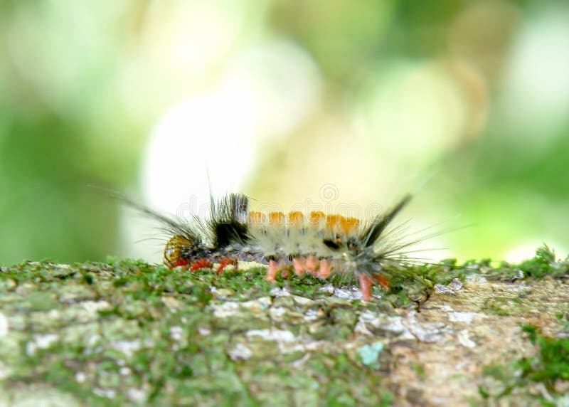 Hair worm stock image. Image of fauna, larva, black, beautiful - 26044731