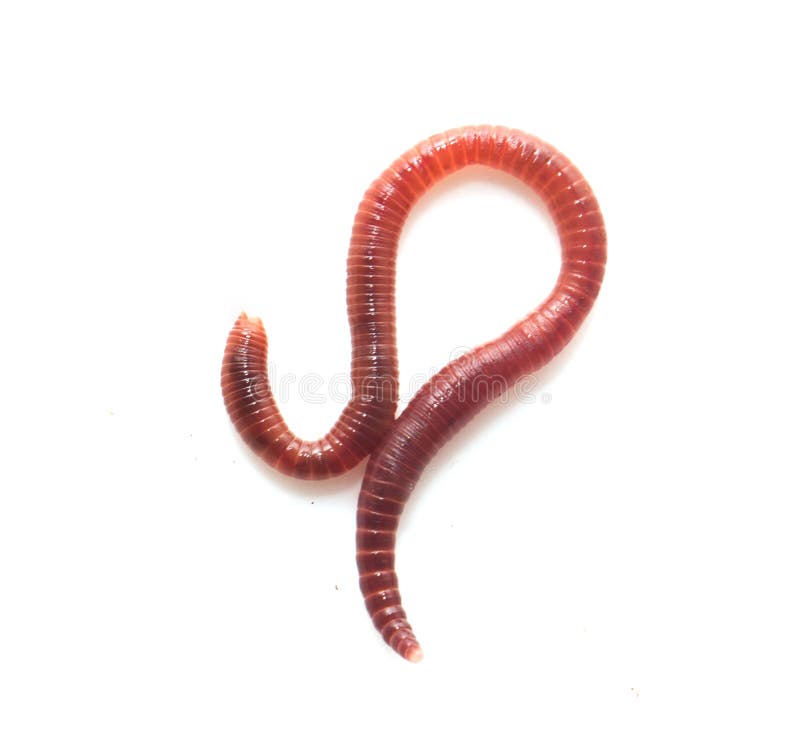 Worm on a white background stock image. Image of color - 103652953