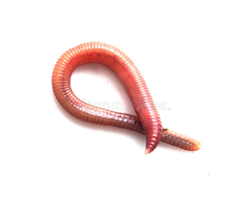 Worm on a white background stock image. Image of color - 103652953