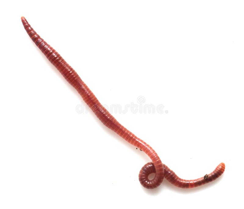 Worm on a white background stock image. Image of color - 103652953