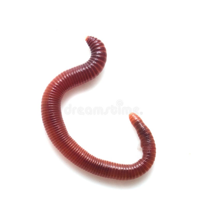 Worm on a white background stock image. Image of color - 103652953