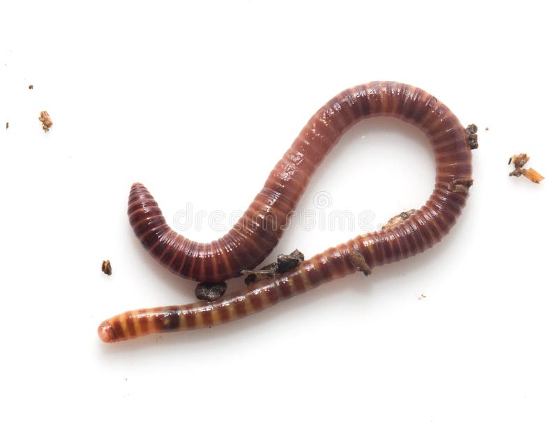 Worm on a white background stock image. Image of color - 103652953