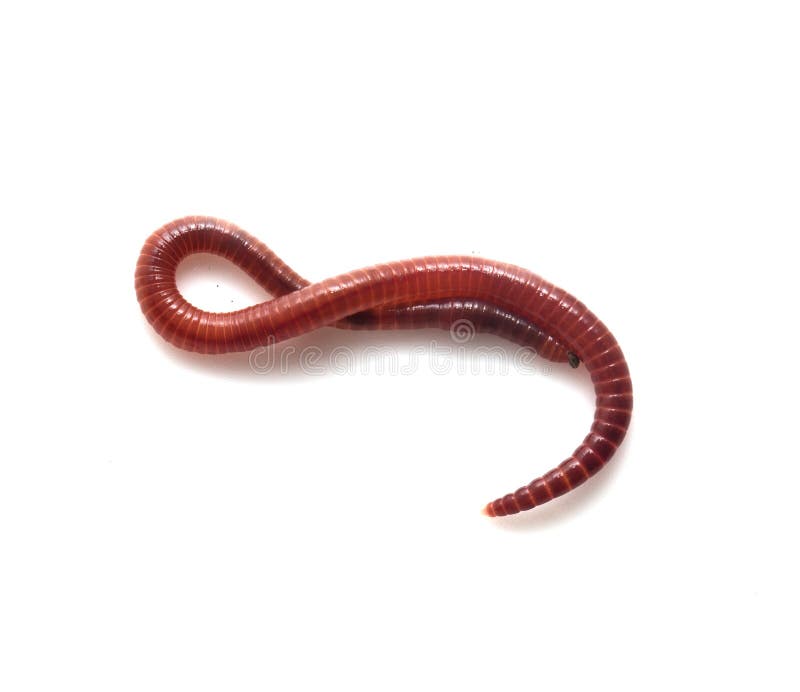 Worm on a white background stock image. Image of color - 103652953