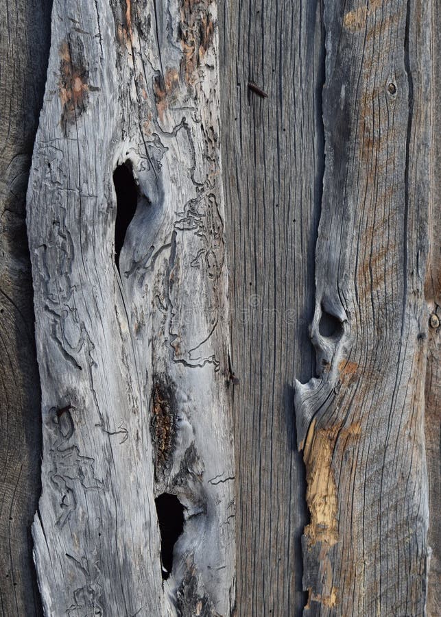 Worm wood 1 stock photo. Image of rustic, antique, aged - 49378034