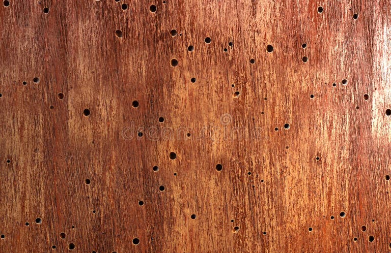 Worm Wood Texture Stock Illustrations – 205 Worm Wood Texture Stock ...