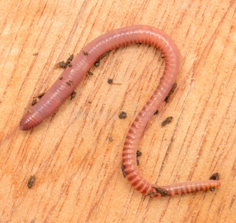 Worm on wooden board stock image. Image of scarab, food - 106833579