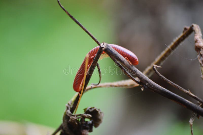 Stick Worm stock image. Image of hanging, stick, jungle - 26528713