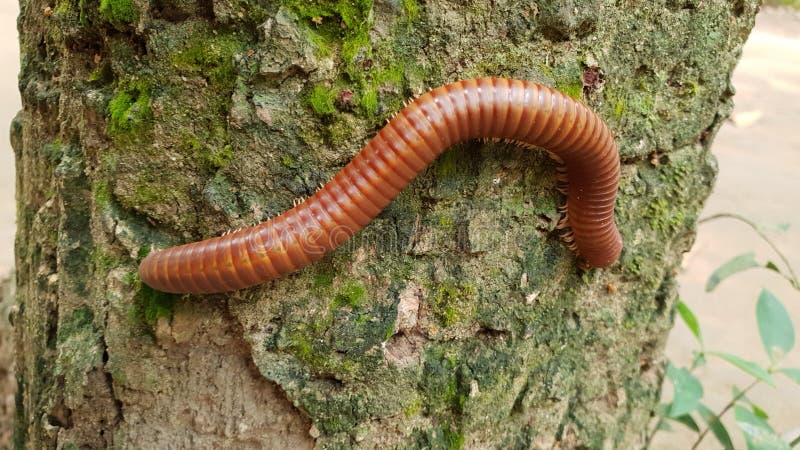Worm stock photo. Image of tree, nature, worm - 117609150