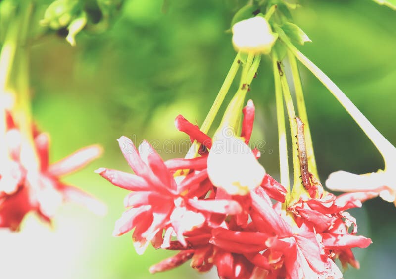 Worm stock photo. Image of field, growth, closeup, hyles - 77470786