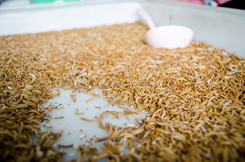 Worm stock image. Image of worms, close, life, ingredient - 52867415