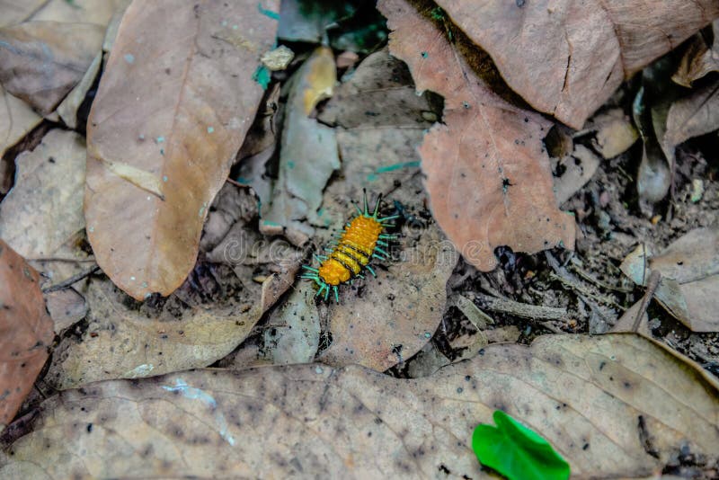 Worm stock image. Image of larva, meal, food, earn, diet - 55446411