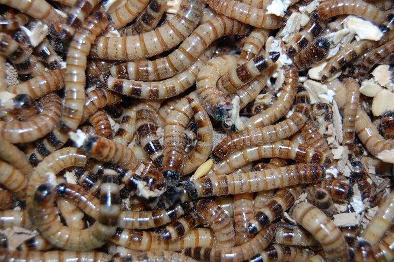 Rode Parasietenwormen Op Een Witte Achtergrond Stock Afbeelding ...