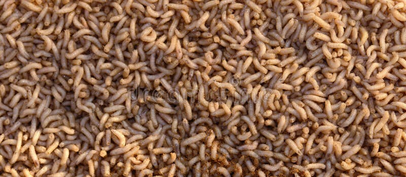 Worms stock photo. Image of slimey, earth, night, earthworms - 1044278