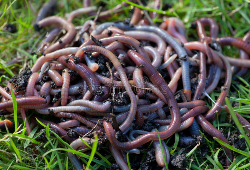 Worms stock image. Image of close, rainy, compost, disgusting - 23025579