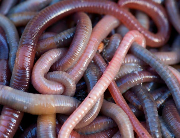 Worms stock image. Image of close, rainy, compost, disgusting - 23025579
