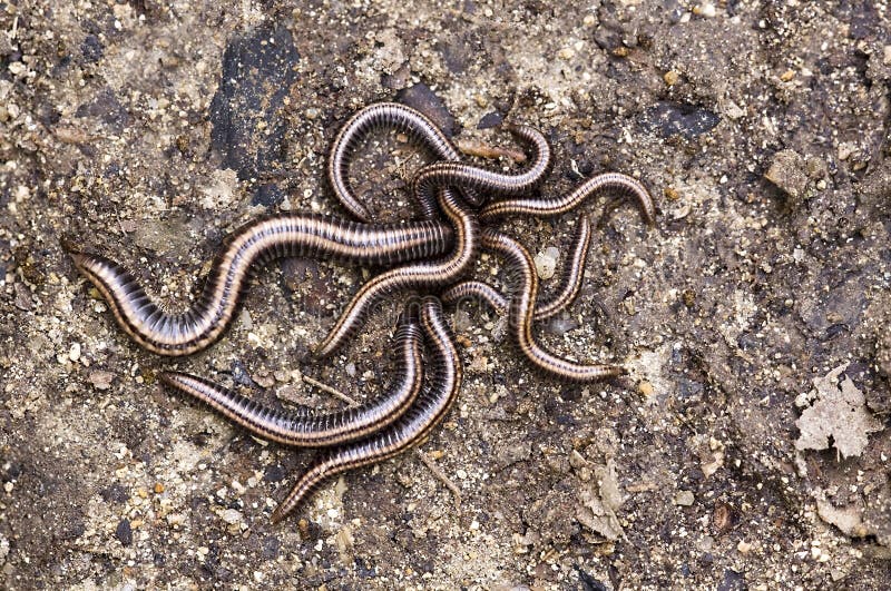 Worms stock image. Image of nature, macro, invertebrate - 23729467