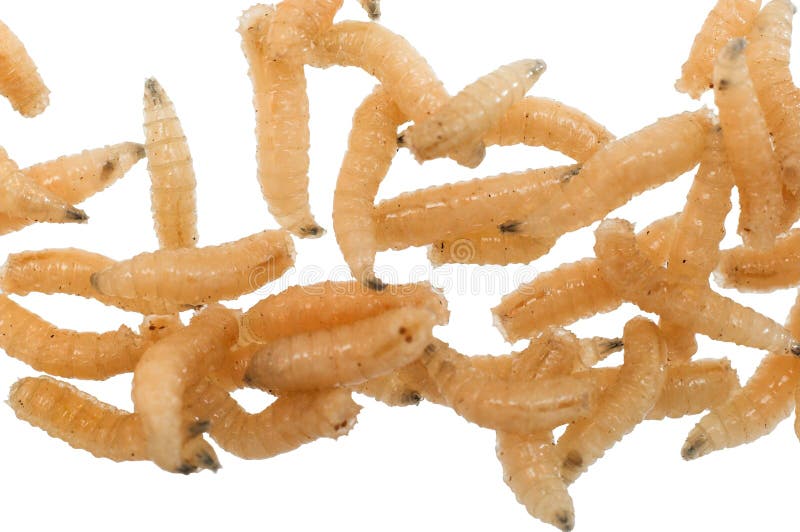 Picture Angleworms Stock Photos - Free & Royalty-Free Stock Photos from ...