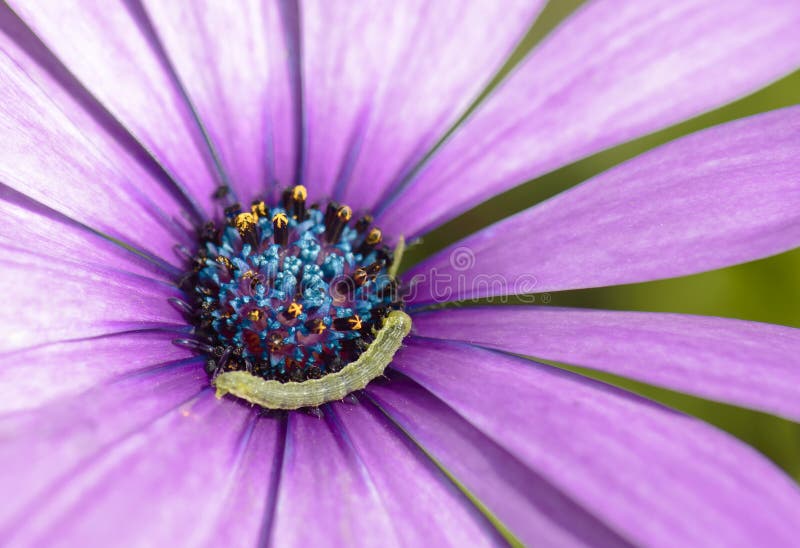 Worms of the African Daisy Osteospermum Close / Macro. Stock Image ...