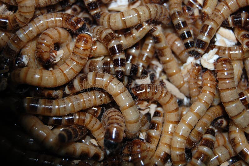 Worms stock image. Image of caterpillars, stripe, insect - 75051599