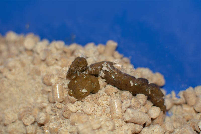 664 Cat Feces Stock Photos - Free & Royalty-Free Stock Photos from ...