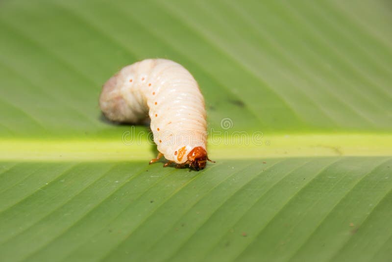 The worms stock photo. Image of food, white, crawl, animal - 45002716
