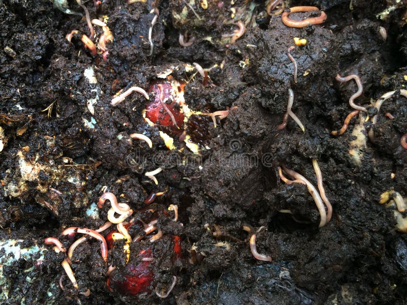 Worms Eat Garbish in Compost Stock Photo - Image of rotten, decompose ...