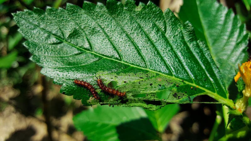 115 Earthworm Leaves Stock Photos - Free & Royalty-Free Stock Photos ...