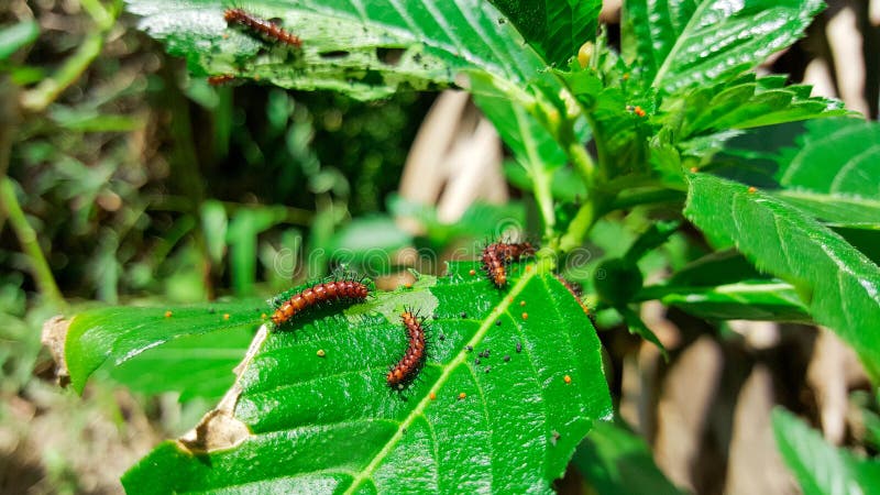 Worms eat green leaves stock photo. Image of leaves - 105312710