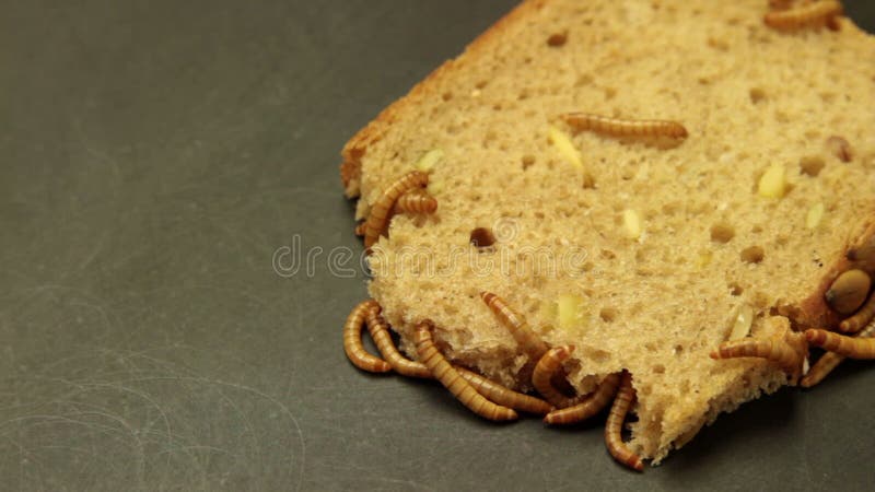 Worms Eating Bread on Grunge Background Stock Video - Video of dolly ...