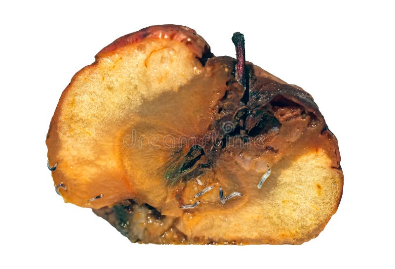 Worms eating rotten apple stock image. Image of damaged - 92023577