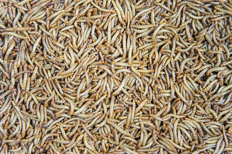 Worms stock image. Image of organic, worms, larvae, traditional - 70027151