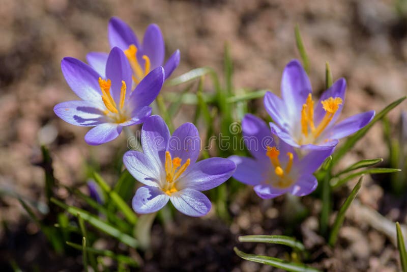 Purple Blooms after the Rain Stock Image - Image of blooms, gardening ...