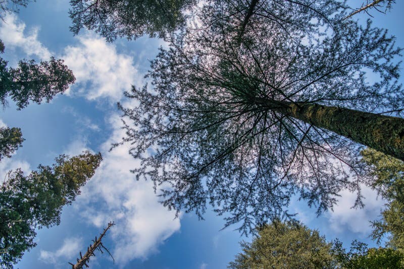 Worms eye view of tree stock photo. Image of winter - 223975812