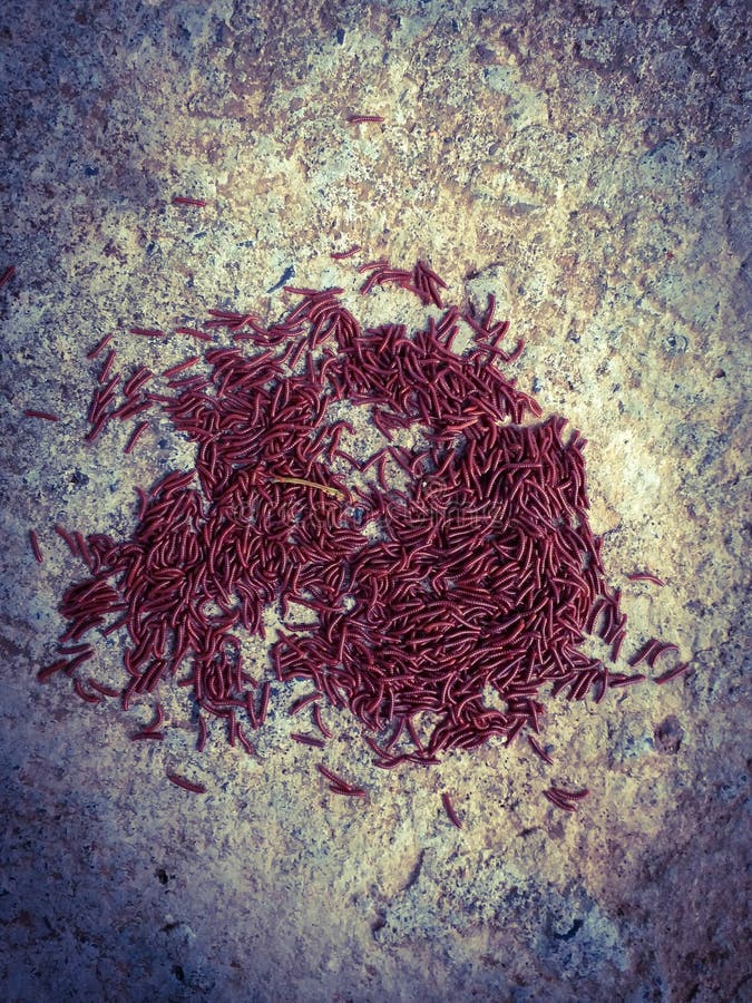 Worms on the floor stock image. Image of nature, worms - 123099139