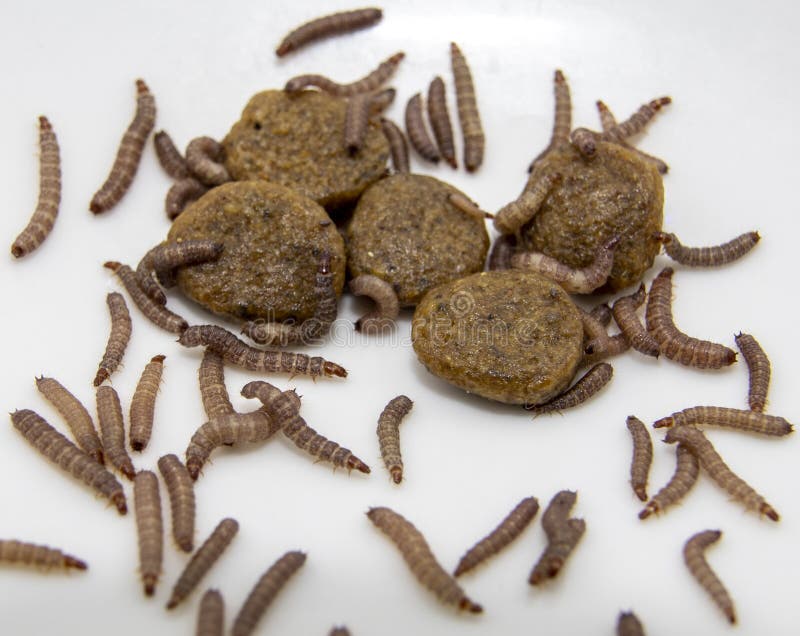 Does Raw Meat Cause Worms In Dogs