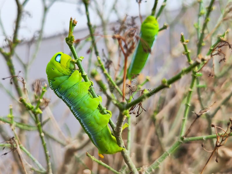Worms in the Garden Eat Tree Stock Image - Image of tree, garden: 287251551