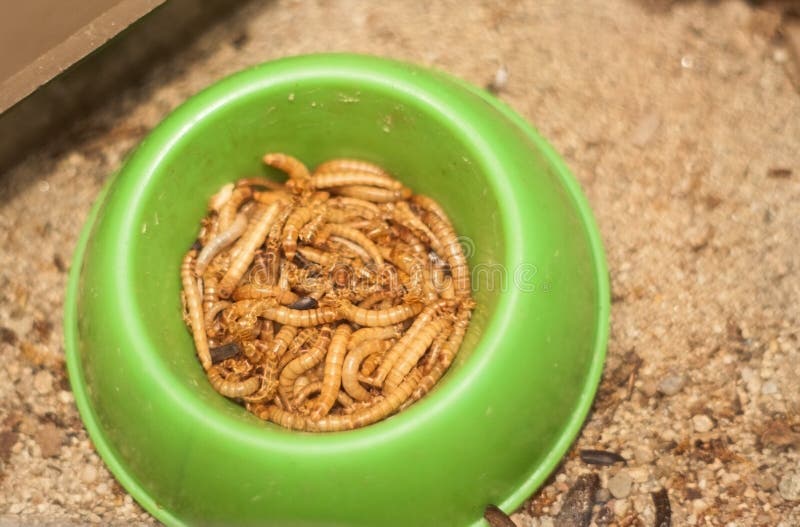 Korean Silkworm - Beondaegi Stock Photo - Image of ingredient, asia ...