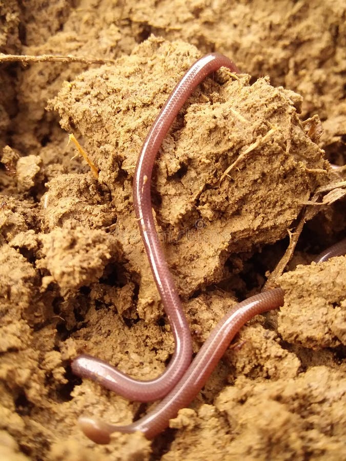 Worms are on the Rice Plant in Nature Stock Image - Image of colorful ...