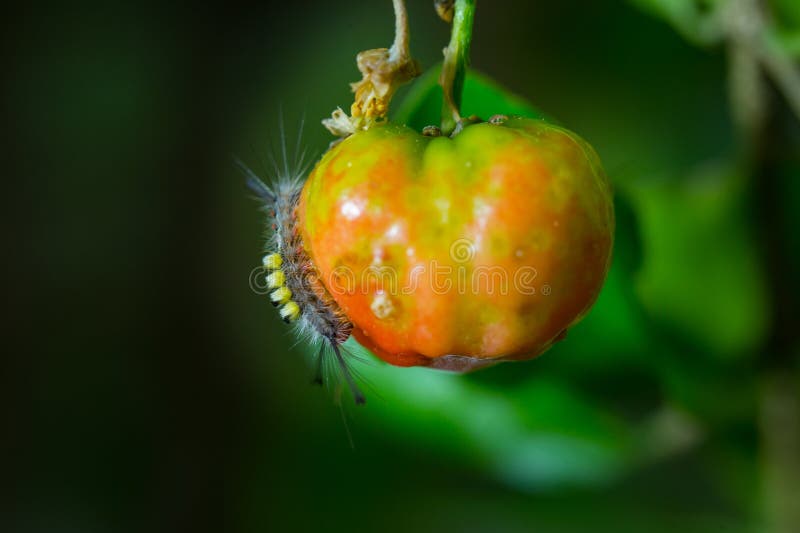 Worms and Insects are Eating the Red Fruit Stock Photo - Image of spot ...