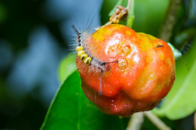 Worms and Insects are Eating the Red Fruit Stock Photo - Image of ...