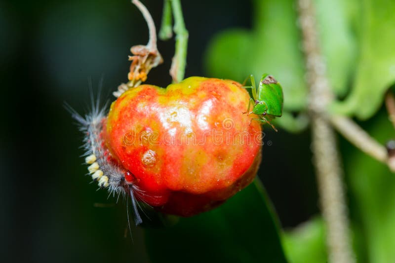 Worms and Insects are Eating the Red Fruit Stock Image - Image of ...