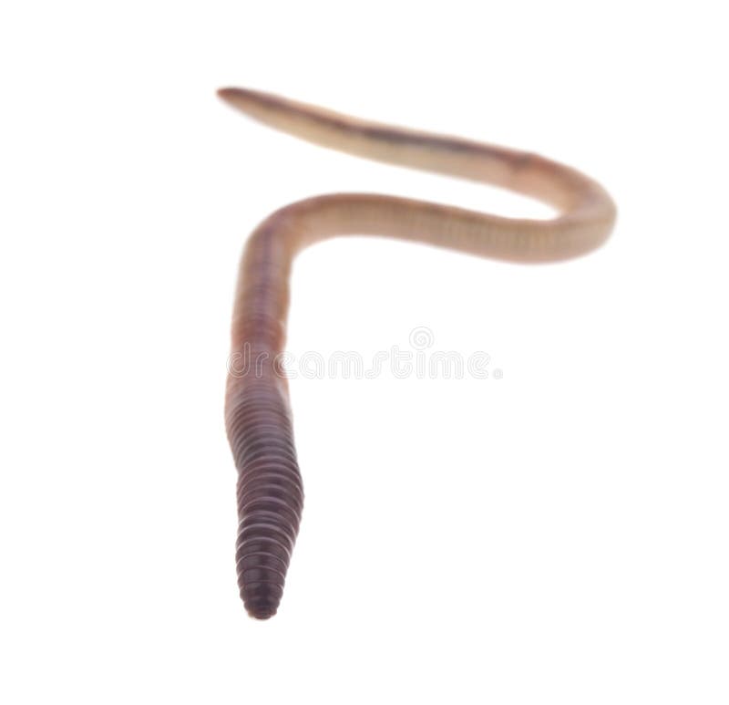 Worms isolated on white stock image. Image of squirm - 204905541