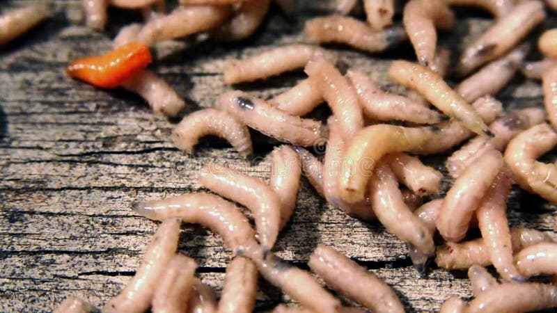 Pest Worms Stock Footage & Videos - 313 Stock Videos