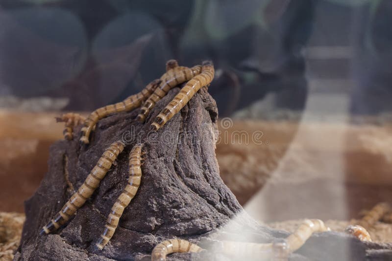 Worms stock image. Image of animal, insect, nature, closeup - 148061443