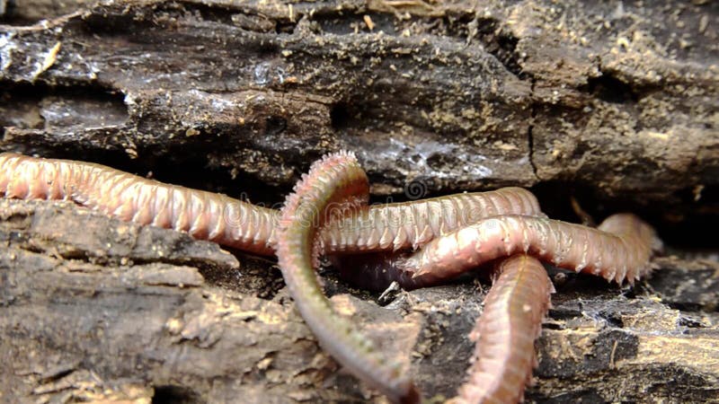 Worms stock video. Video of korean, environment, earthworm - 45144349